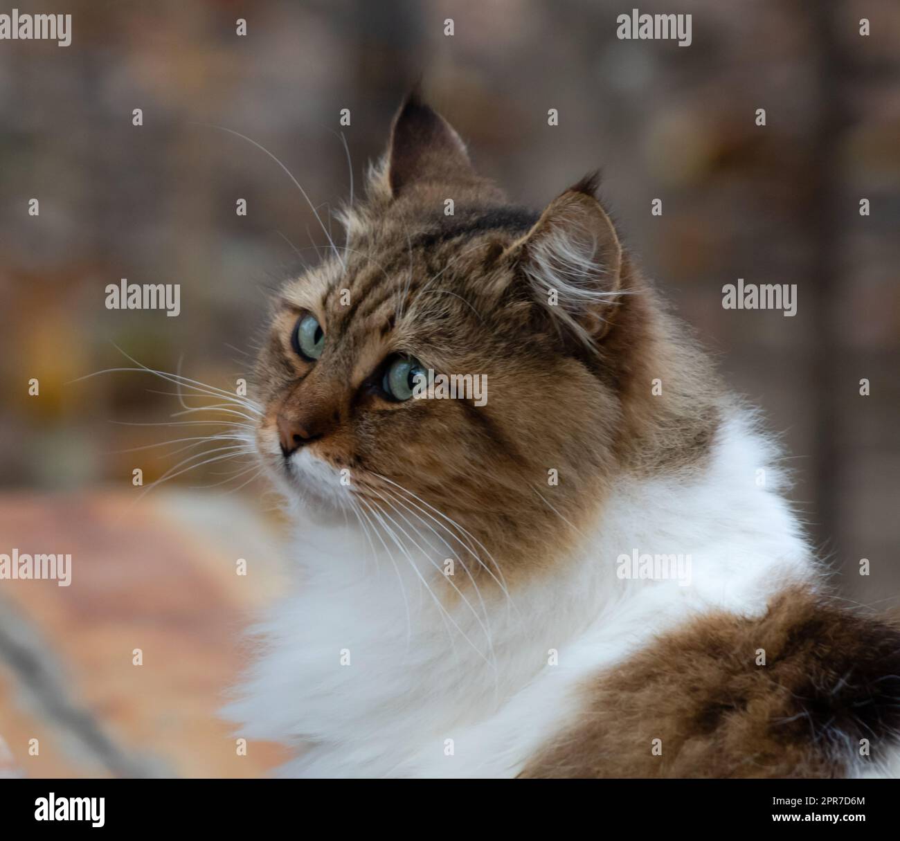 Close look at a cat hi-res stock photography and images - Alamy