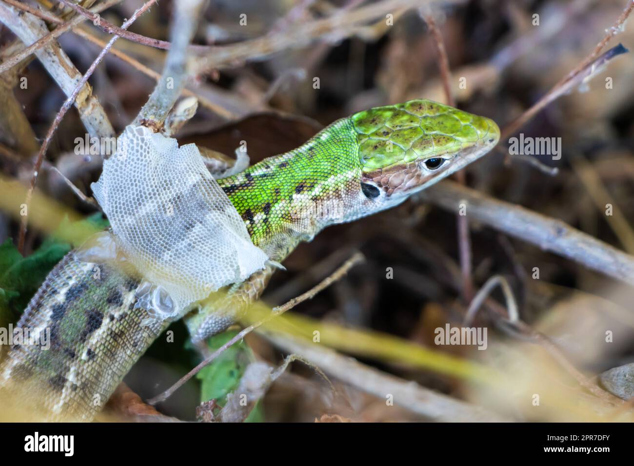 Green lizard changing old skin Stock Photo - Alamy