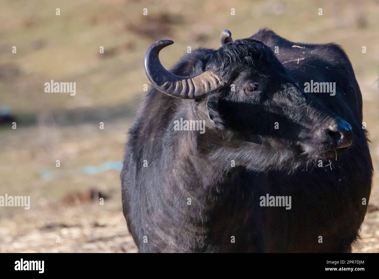Close Look Over a Buffalo Stock Photo - Alamy