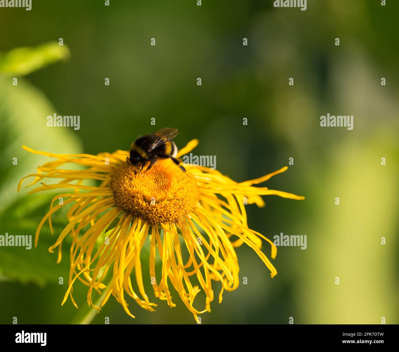 Honey bee landing on flower hi-res stock photography and images - Alamy