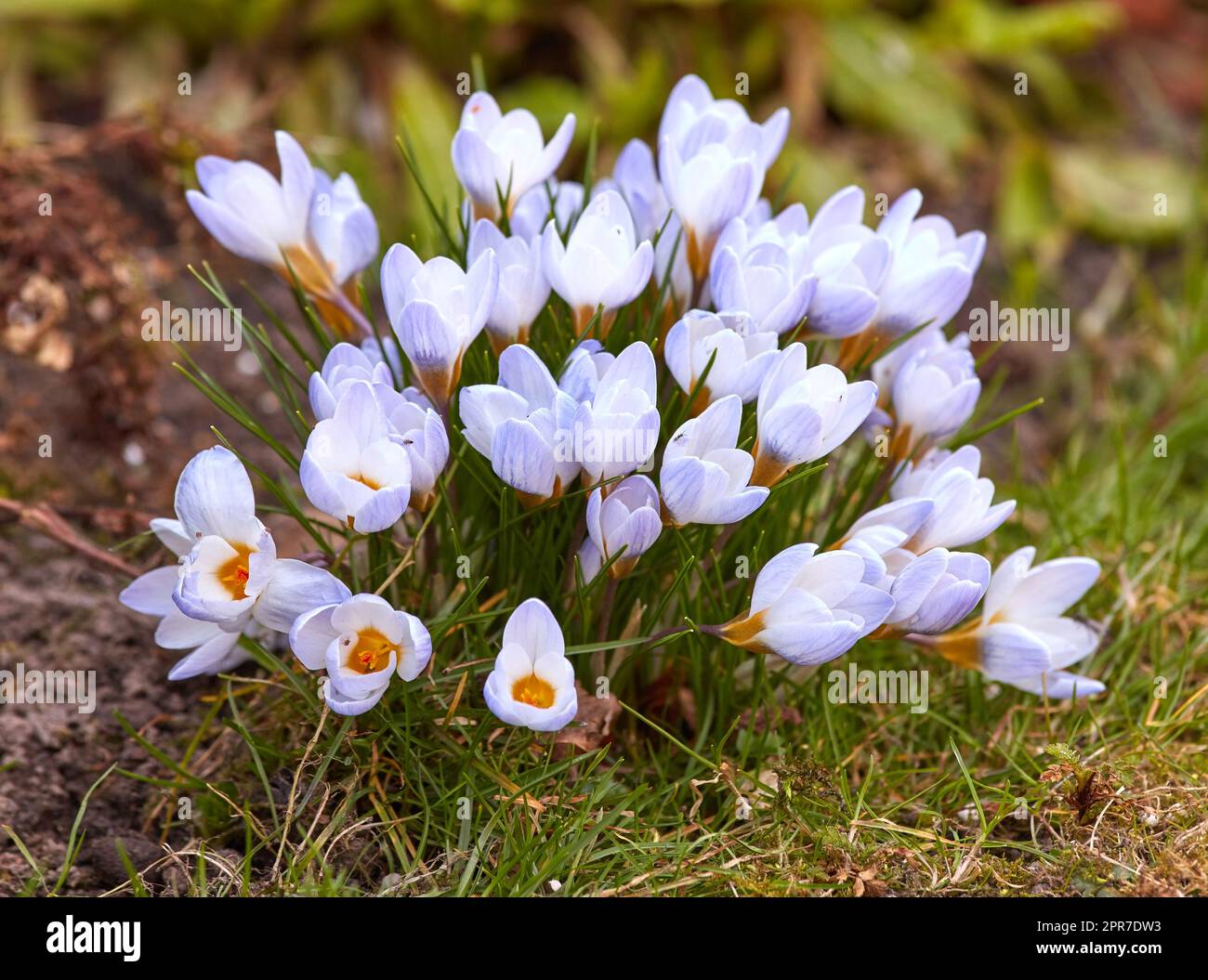 Crocus flower plant growing in a backyard garden during summer. Flowers ...