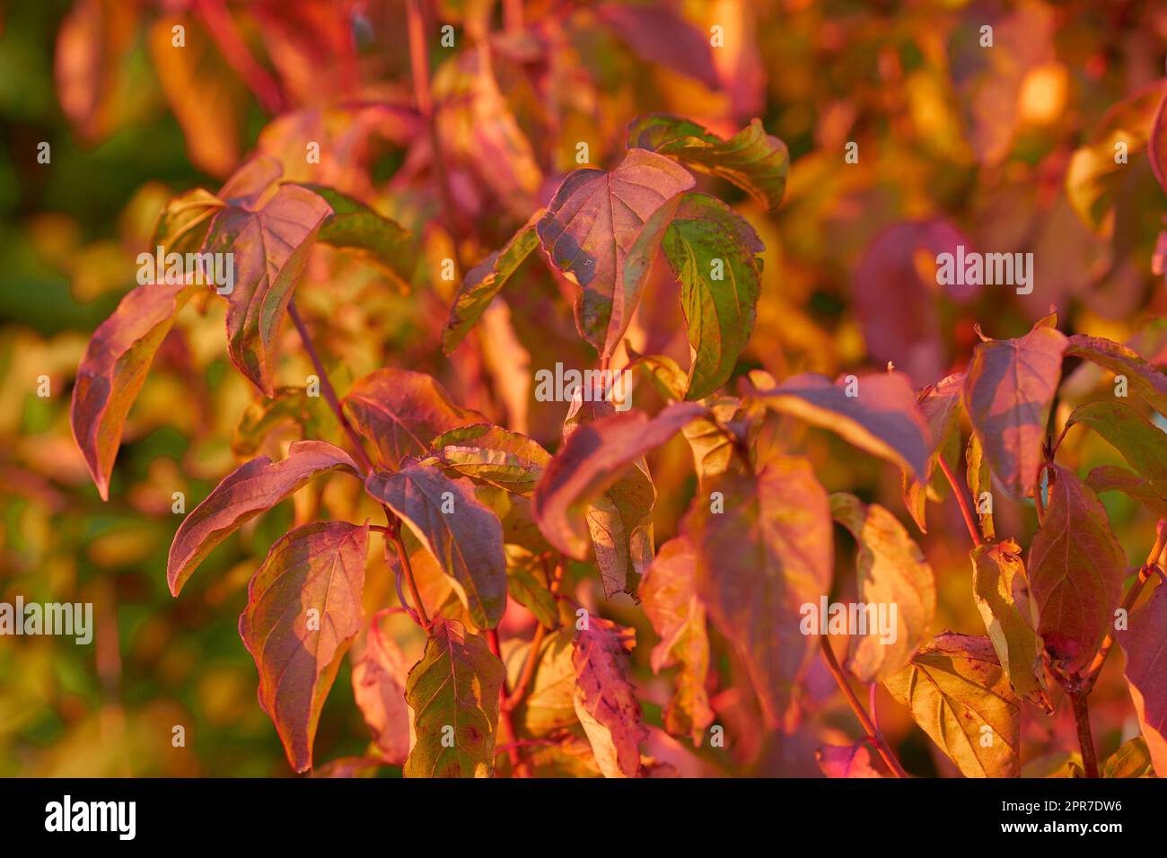 Beech tree leaves hi-res stock photography and images - Alamy