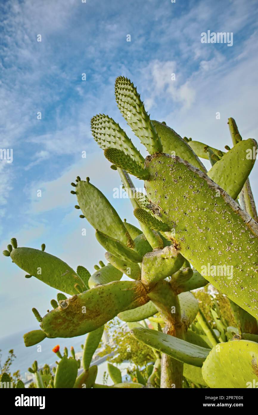 Indigenous plants south africa hi-res stock photography and images - Alamy