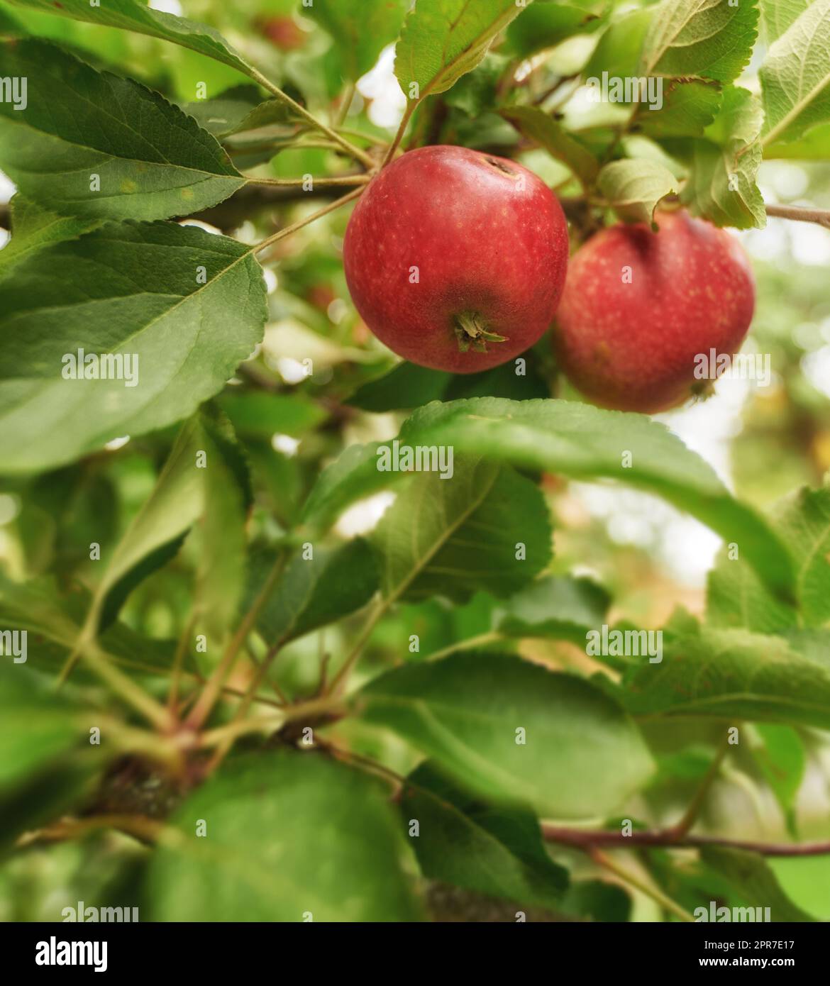 Closeup of fresh red apples, healthy and delicious snack fruit growing for nutrition, diet or ...