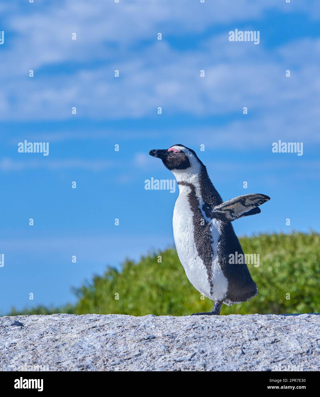 A sunbathing penguin standing on a rock on a summer day with a blue sky ...