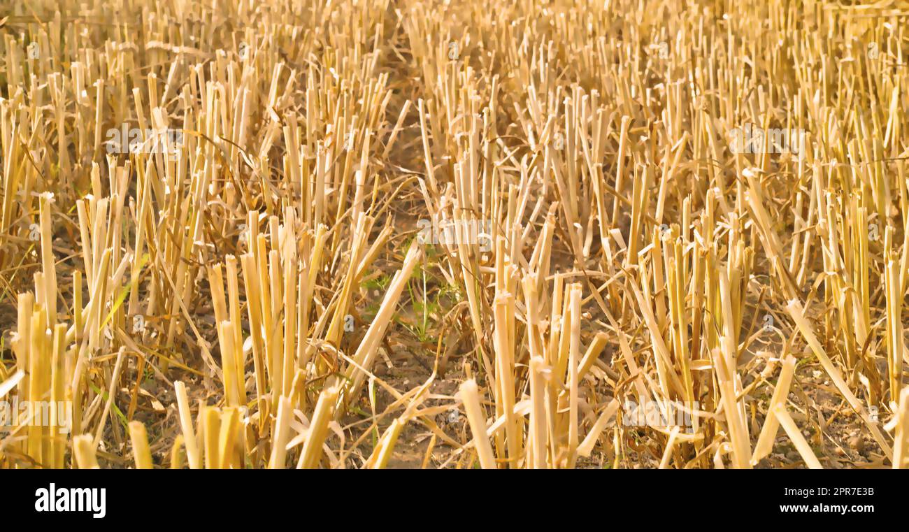 Field of cut barley hi-res stock photography and images - Alamy