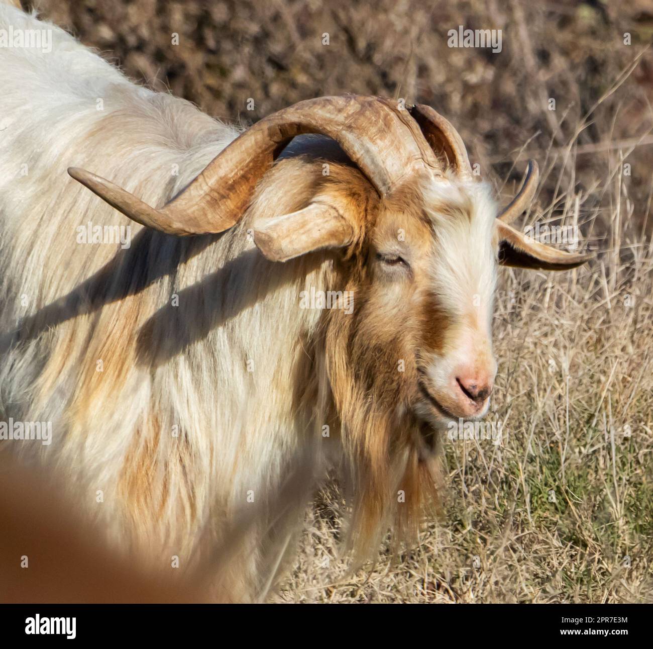 Close Look Over a Goat Stock Photo - Alamy