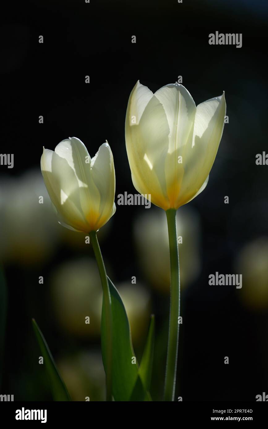 Two flowers bouquet hi-res stock photography and images - Alamy