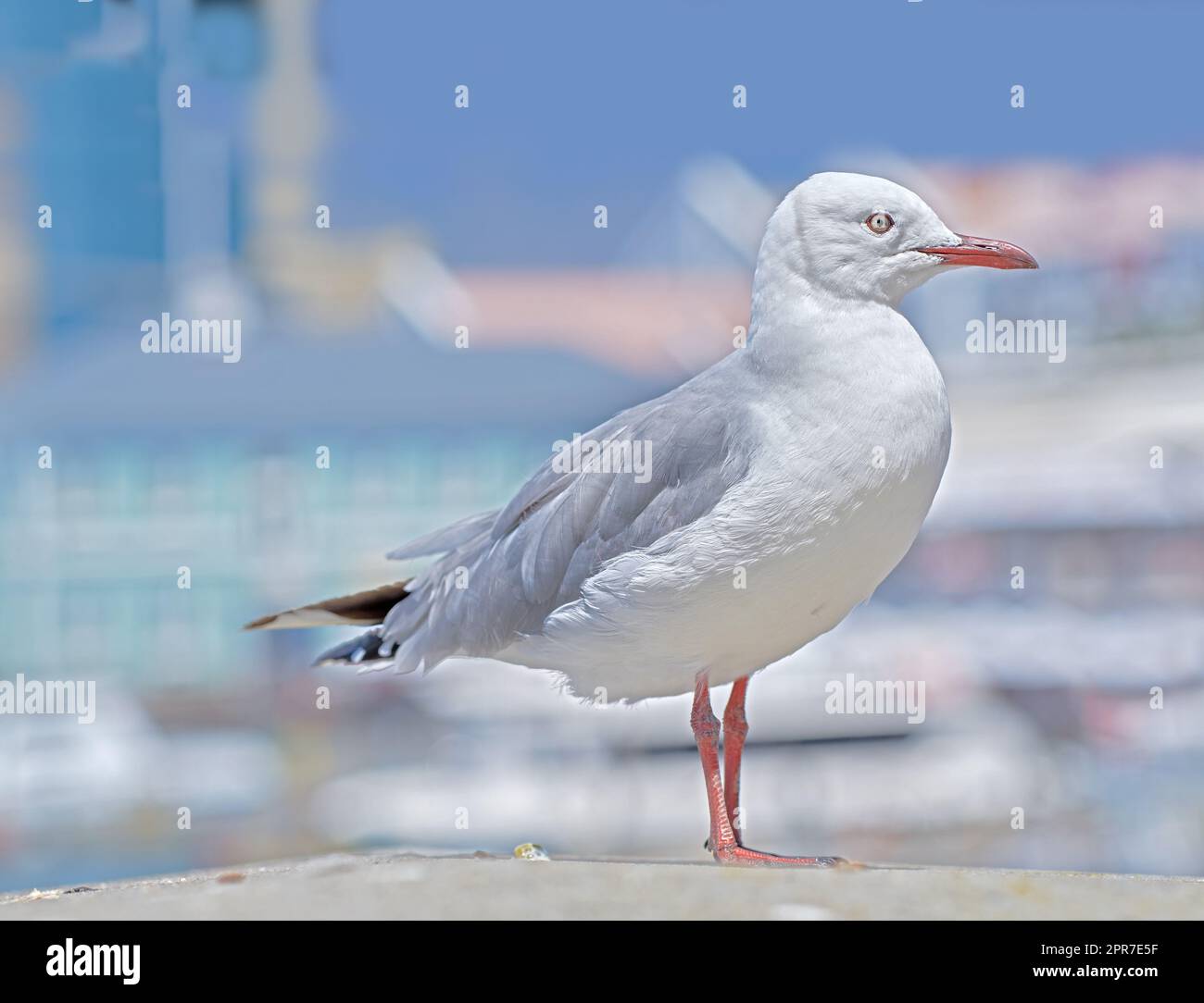 One seagull sitting on an old sea pier by the harbor. The European ...