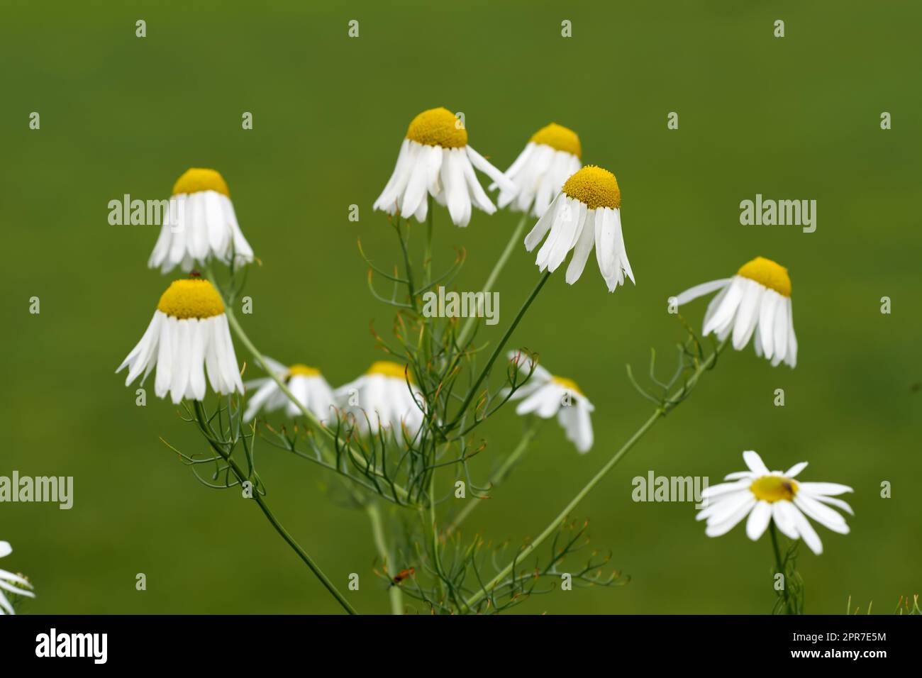 Closeup of a bush of daisy flowers in a garden. Delicate white ...