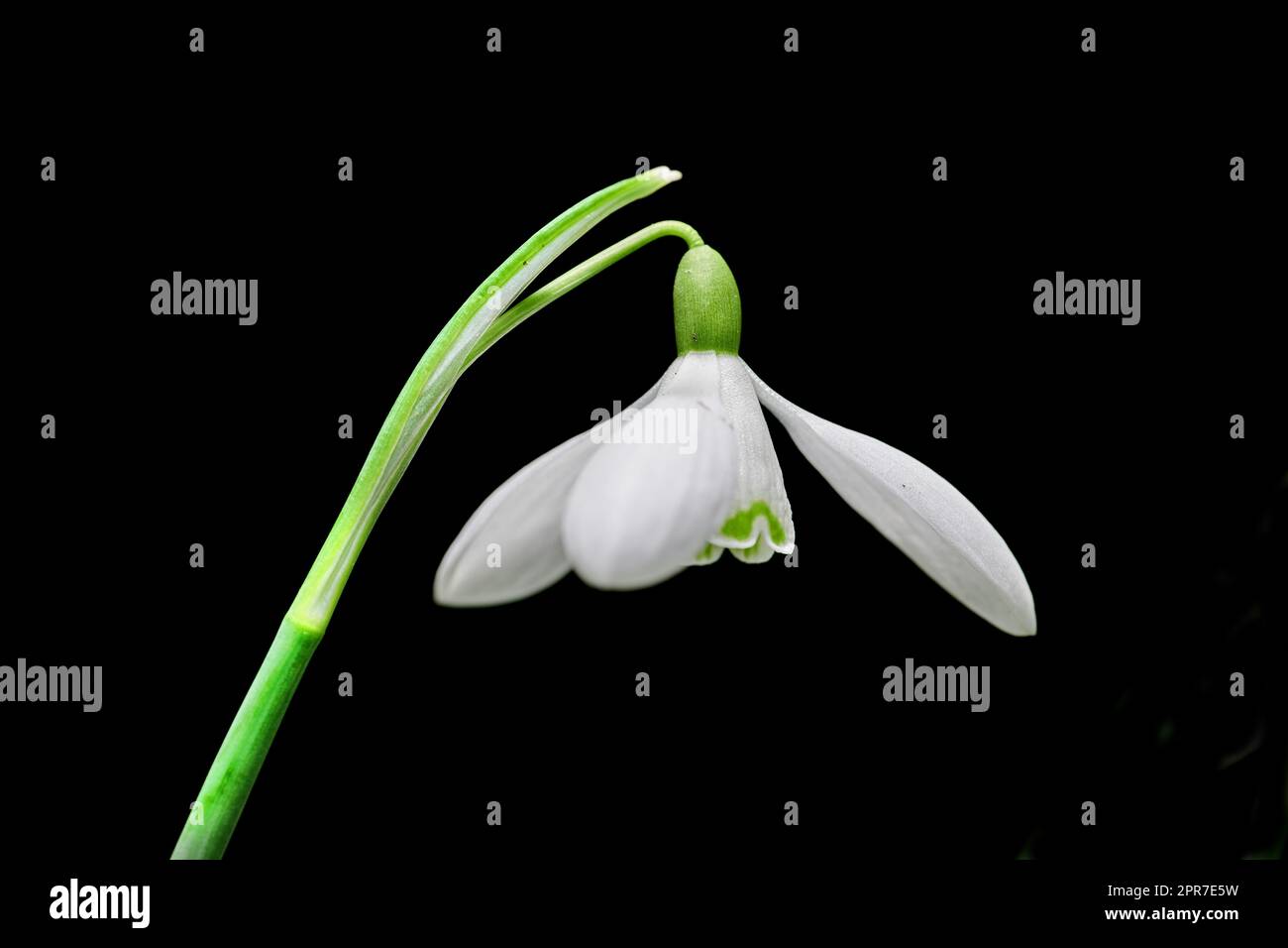 Closeup of a snowdrop flower isolated on dark background. Details of a ...