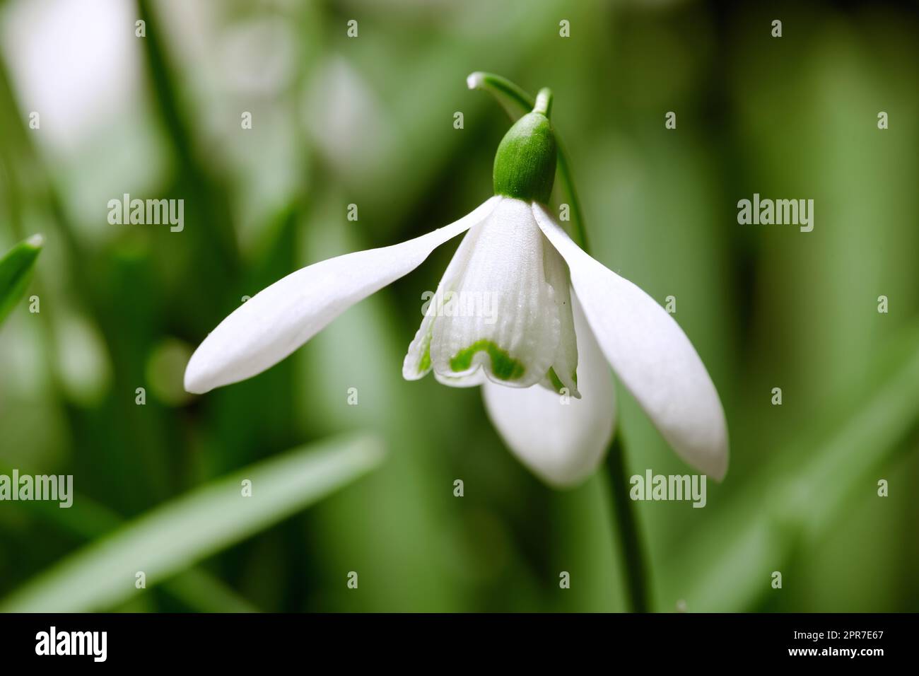 Closeup of white snowdrop flower or galanthus nivalis blossoming in ...