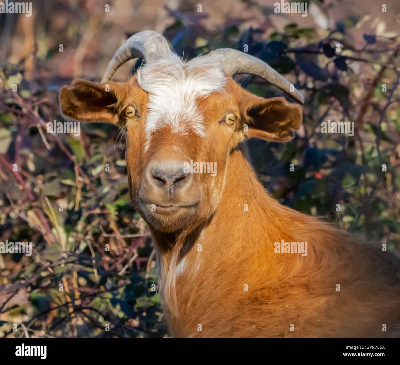 Close Look Over a Goat Stock Photo - Alamy