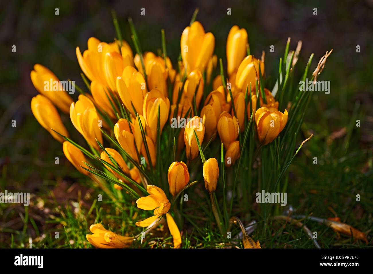 Crocus lawn hi-res stock photography and images - Alamy