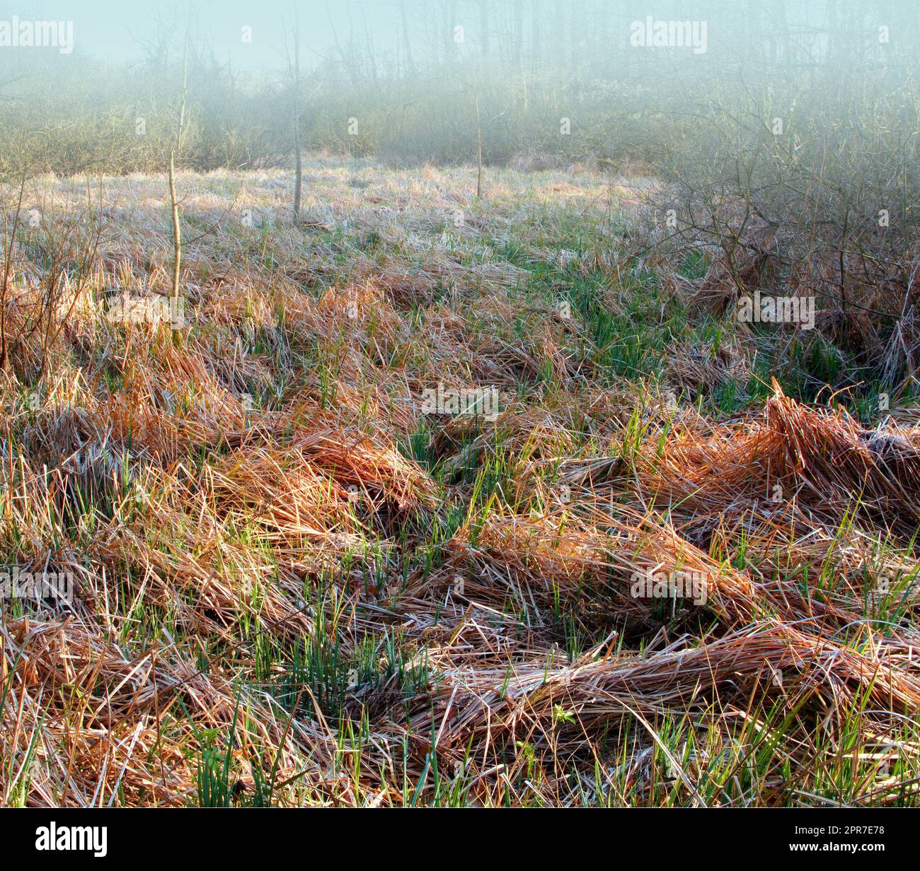 Landscape view of autumn fields and mist in the morning. Dry grass in a ...
