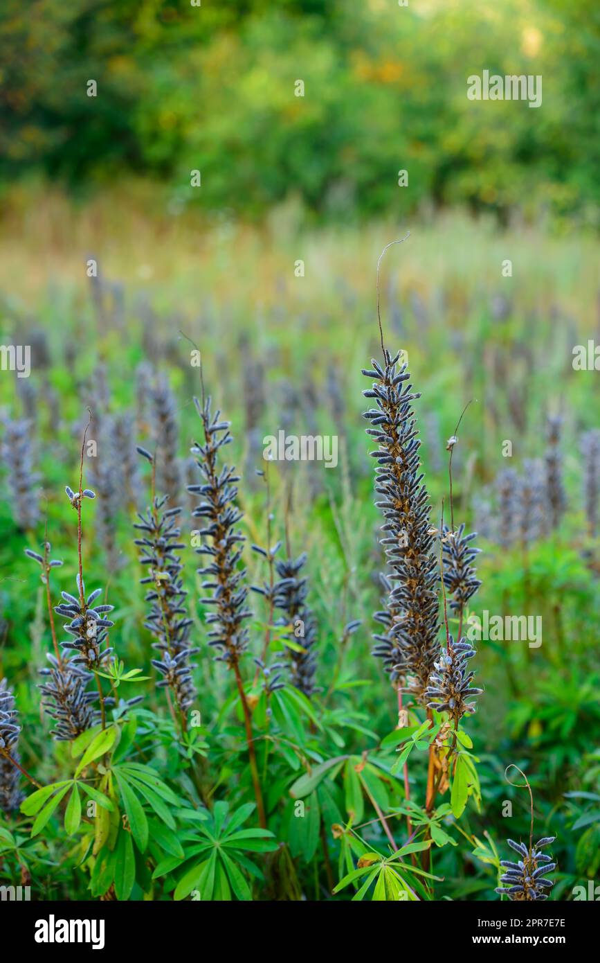 Leafy details hi-res stock photography and images - Alamy