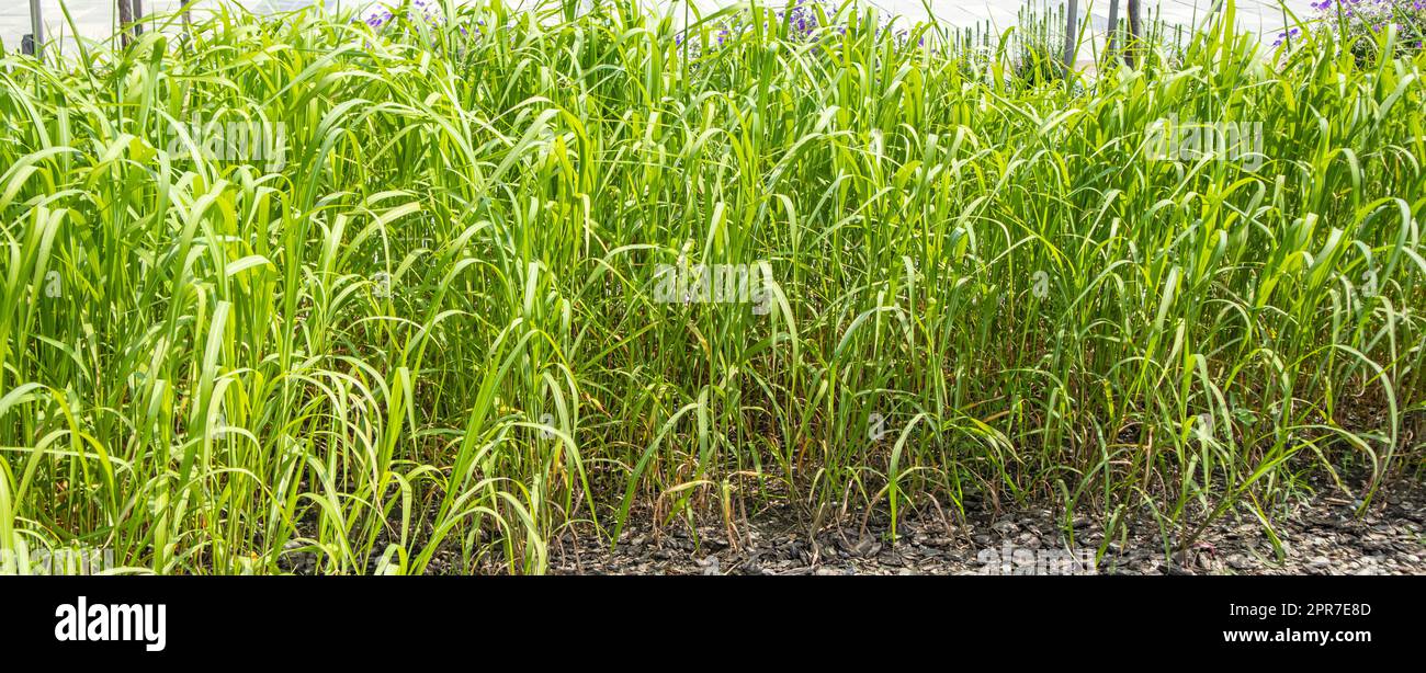Beautiful flower lawn with silver cineraria and red begonia in the city ...