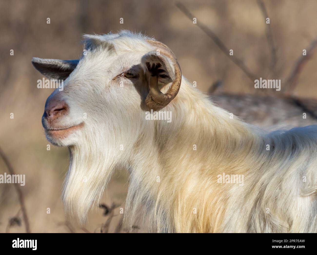 Close Look Over a Goat Stock Photo - Alamy