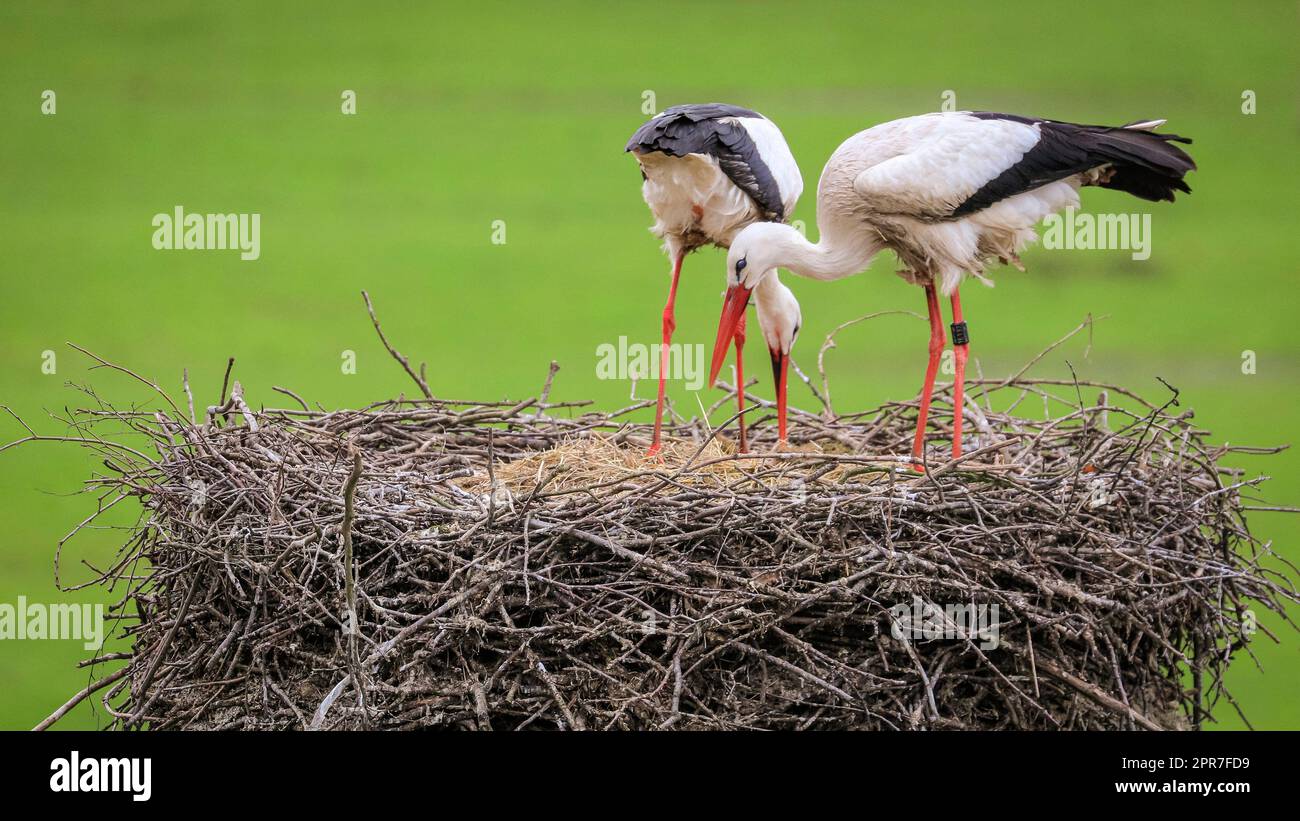 Bird of the year 2023 hi-res stock photography and images - Alamy