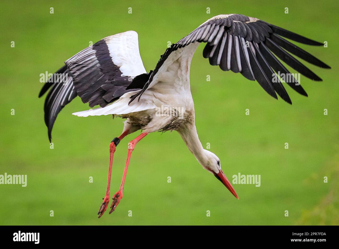 Reken, Muensterland, NRW, 26th April 2023. A pair of wild white storks ...