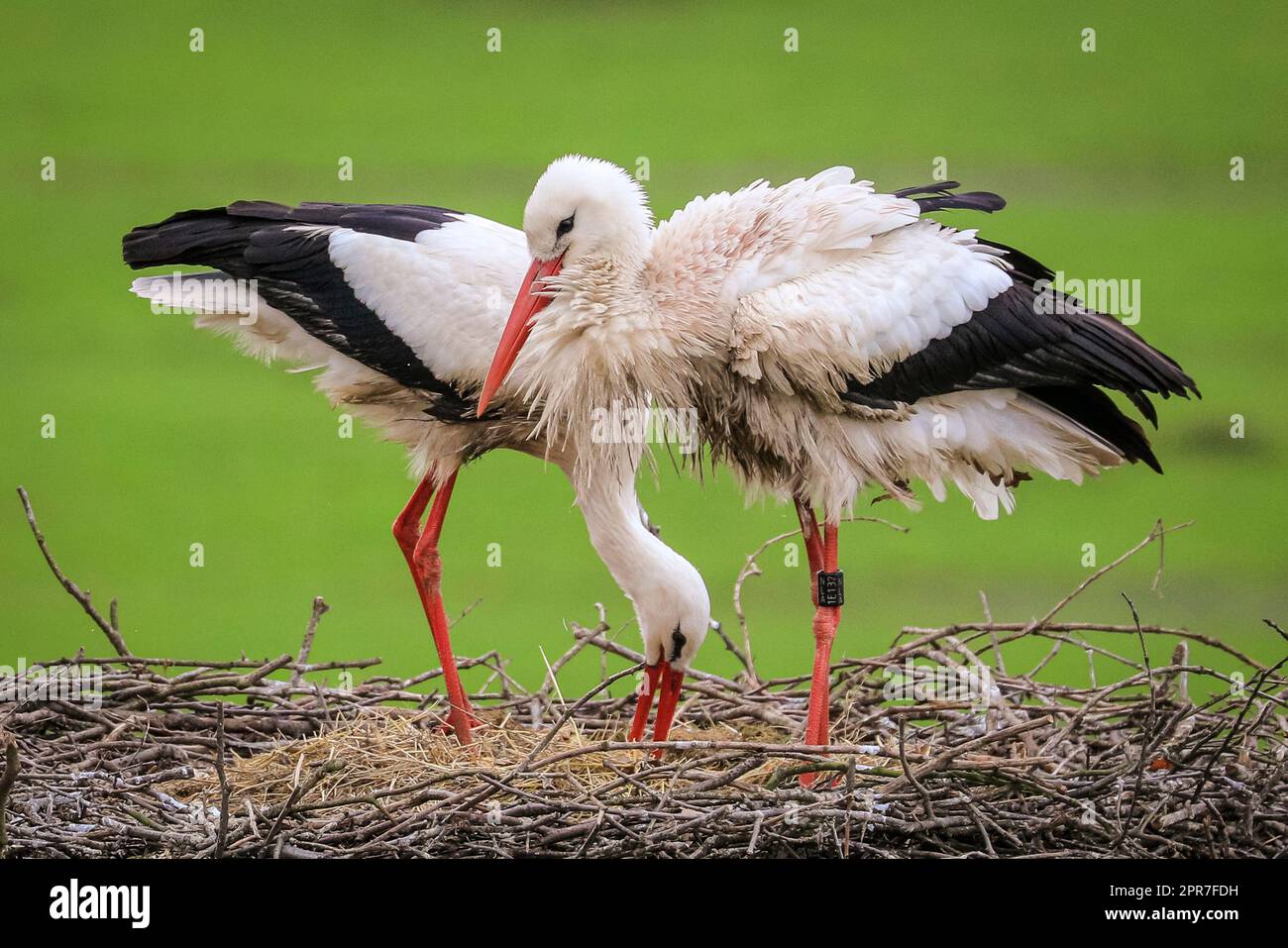 Reken, Muensterland, NRW, 26th April 2023. A pair of wild white storks ...