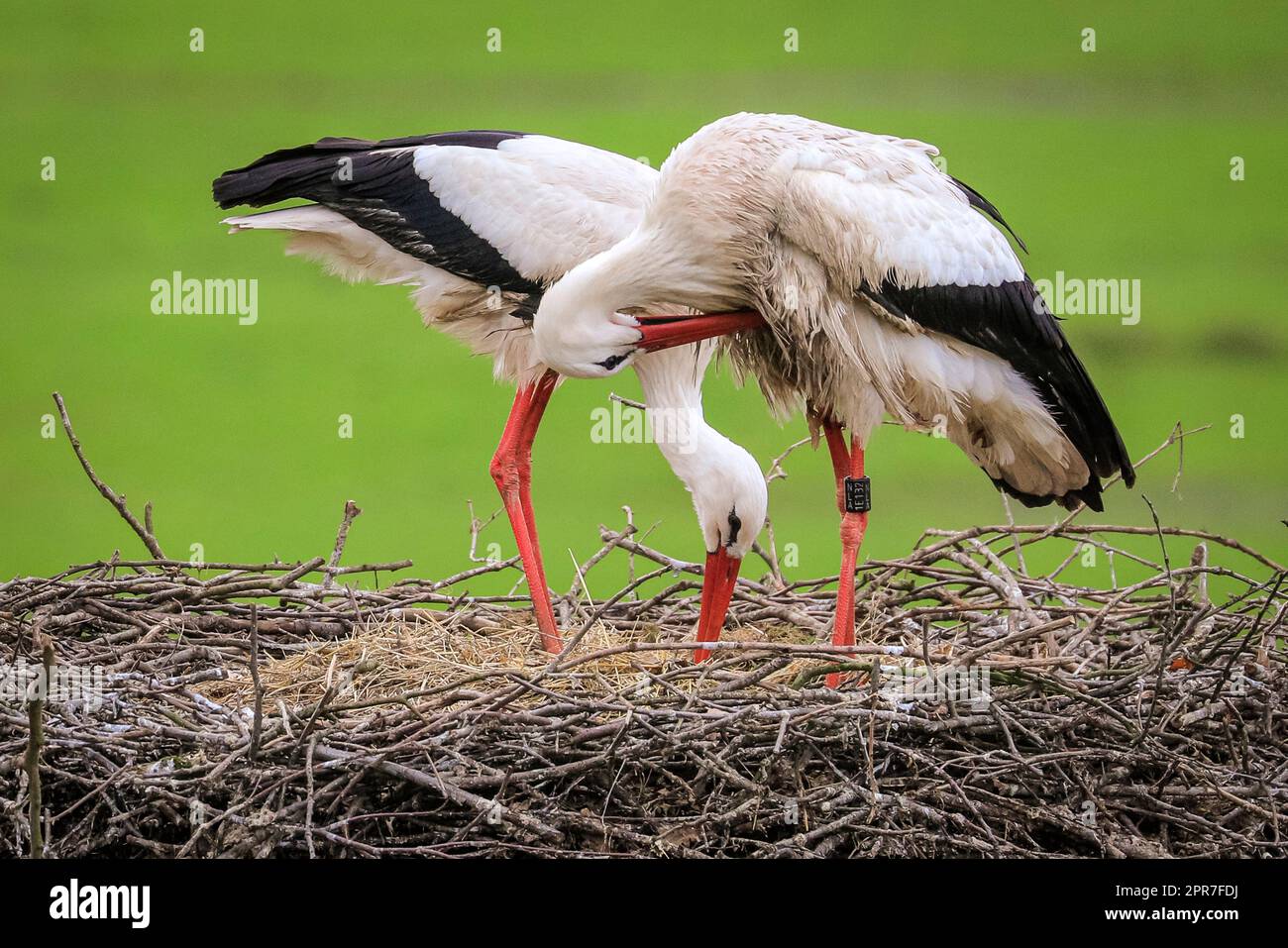 Reken, Muensterland, NRW, 26th April 2023. A pair of wild white storks ...