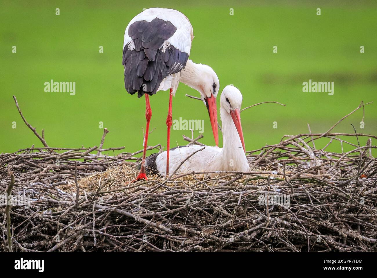 Reken, Muensterland, NRW, 26th April 2023. A pair of wild white storks ...