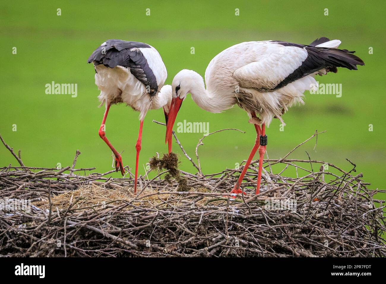 Reken, Muensterland, NRW, 26th April 2023. A pair of wild white storks ...