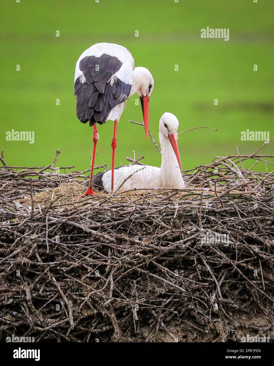 Reken, Muensterland, NRW, 26th April 2023. A pair of wild white storks ...