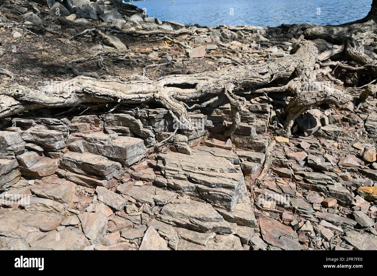 Root stones hi-res stock photography and images - Alamy