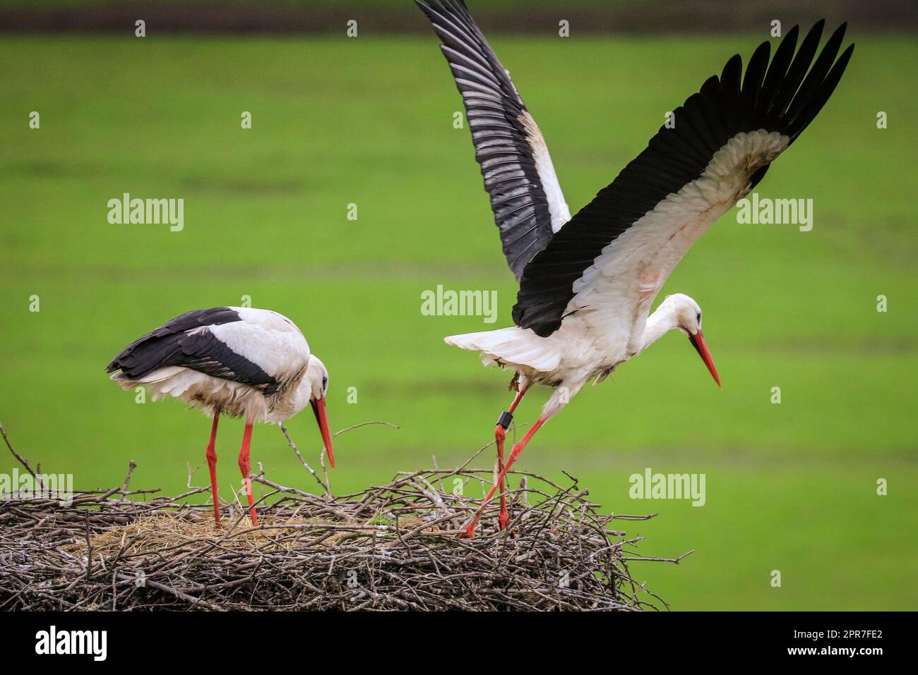 Reken, Muensterland, NRW, 26th April 2023. A pair of wild white storks ...