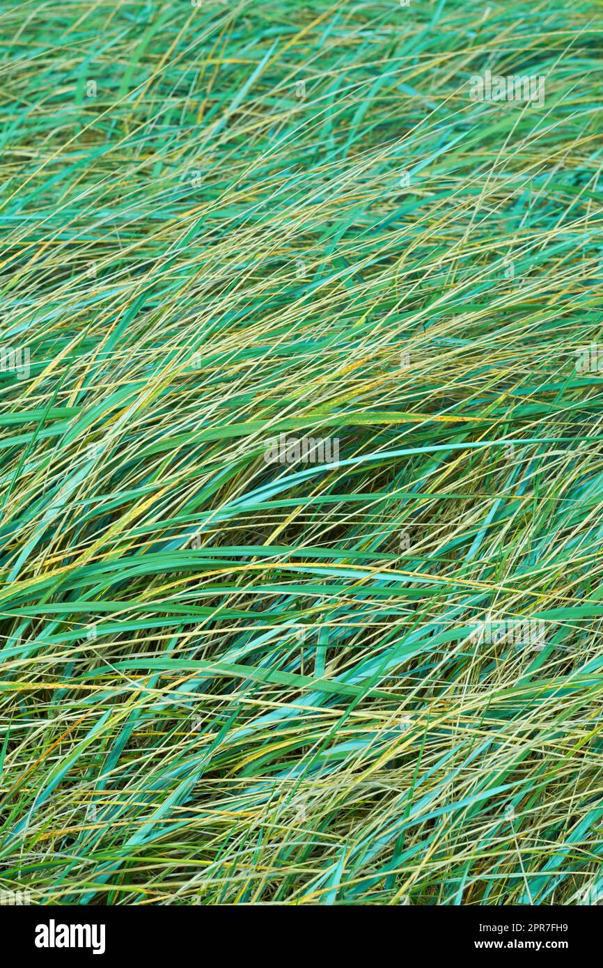 Long grass background hi-res stock photography and images - Alamy