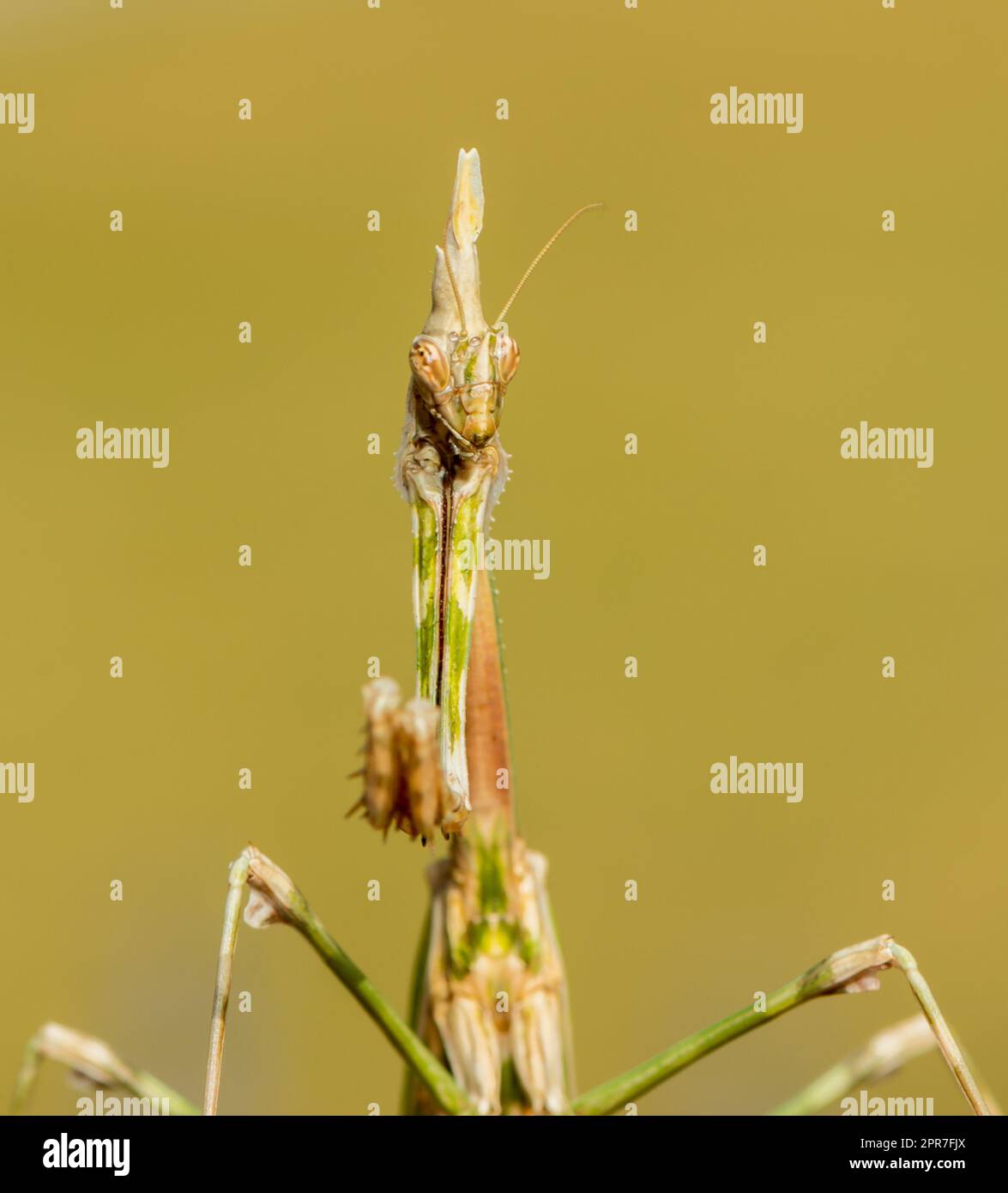 Close up praying mantis religiosa hi-res stock photography and images ...