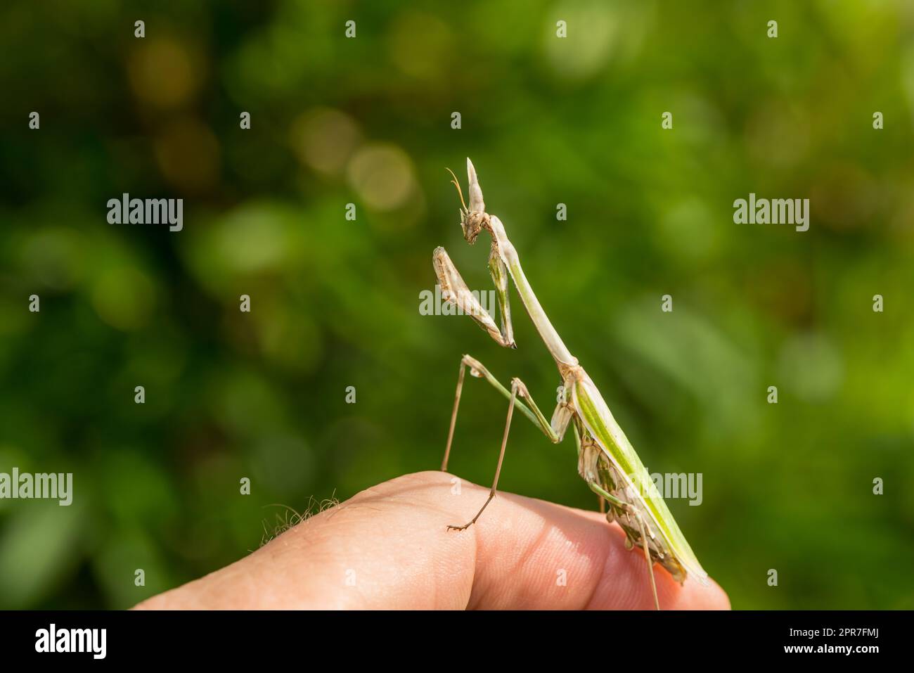 Close up praying mantis religiosa hi-res stock photography and images ...