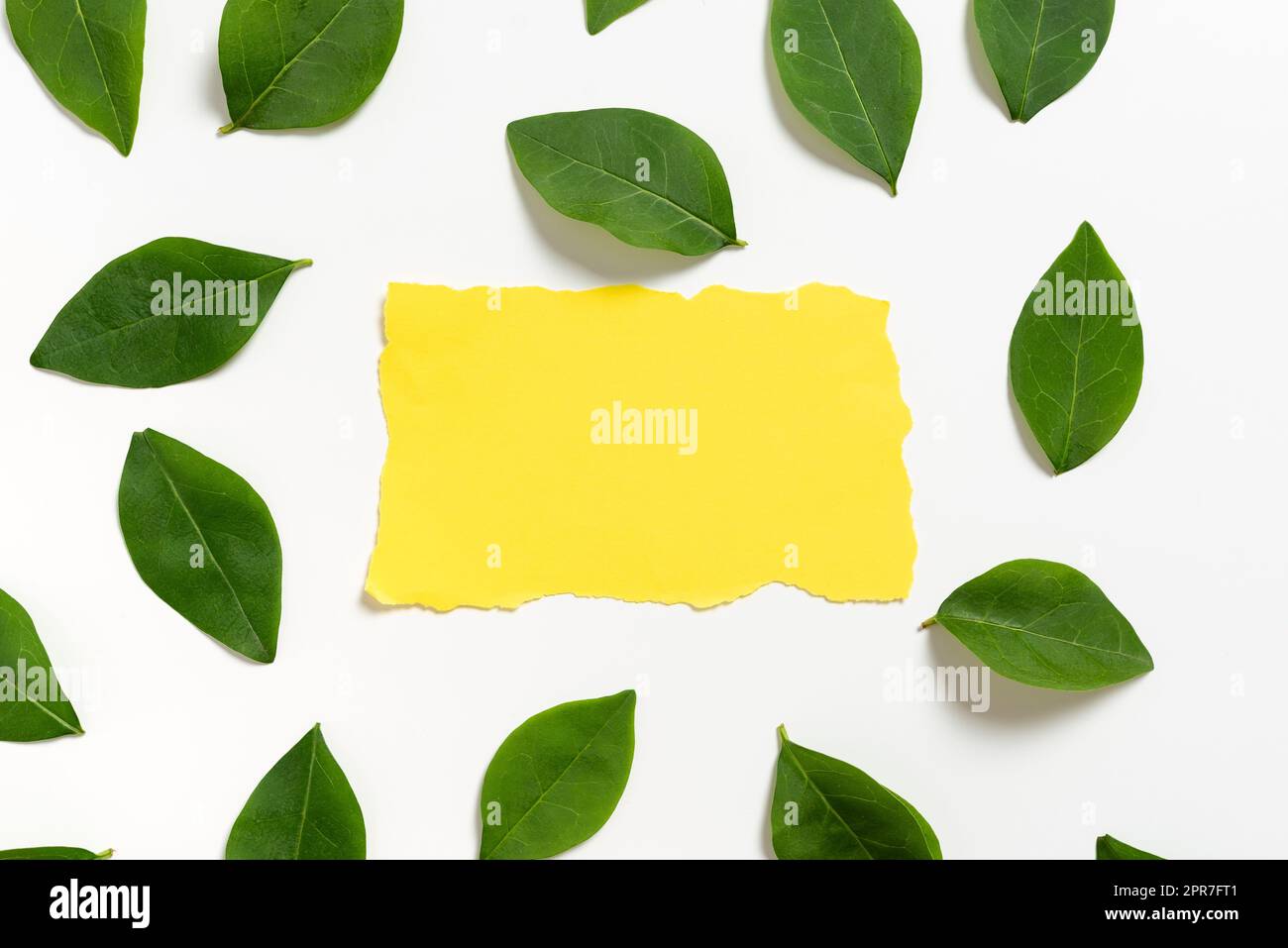 Blank Color Paper Placed Between Fresh Leaves For Layout Of Business ...