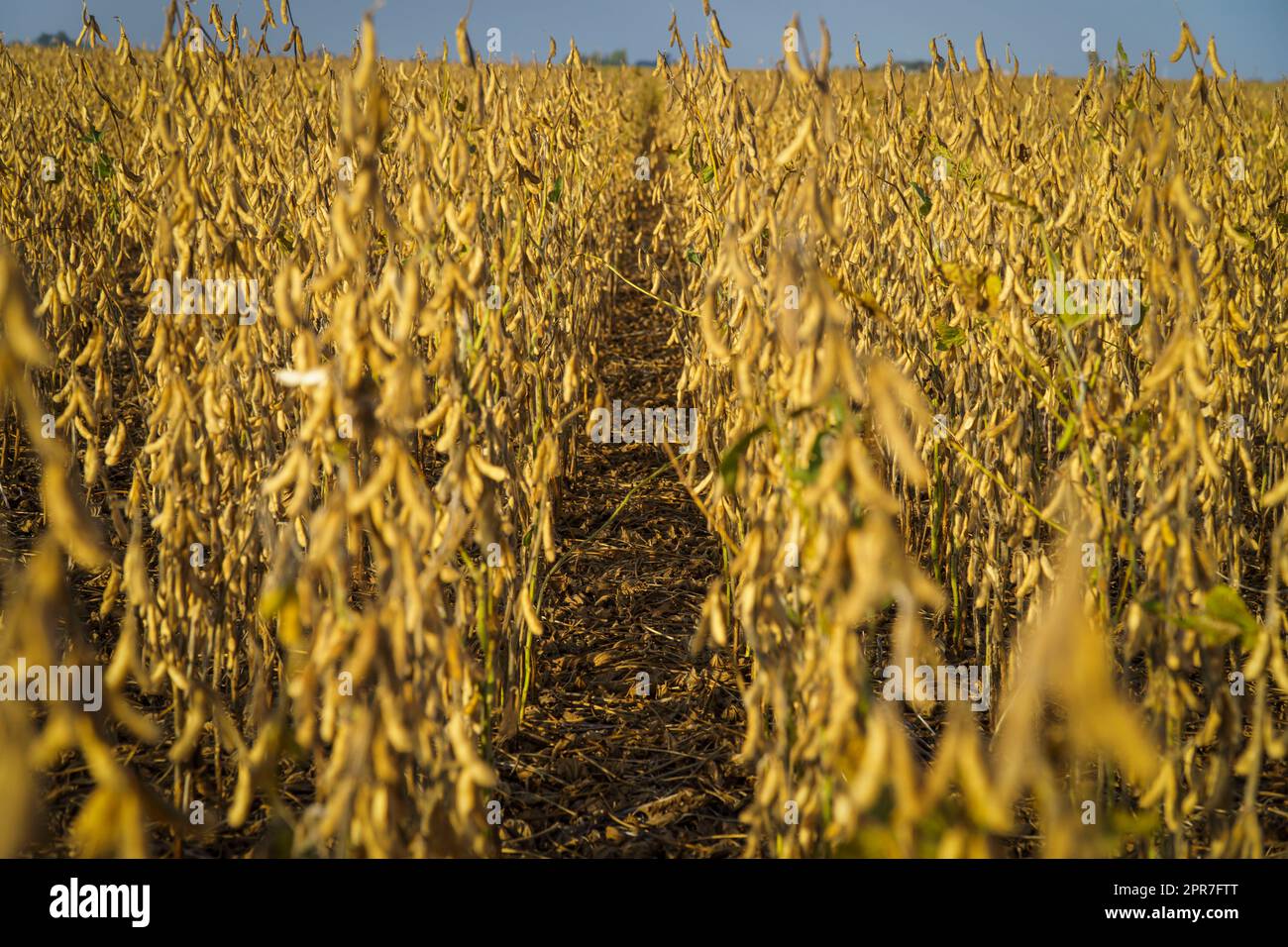 A drought-stricken soybean field near Firmat. Soybean reaching half the ...