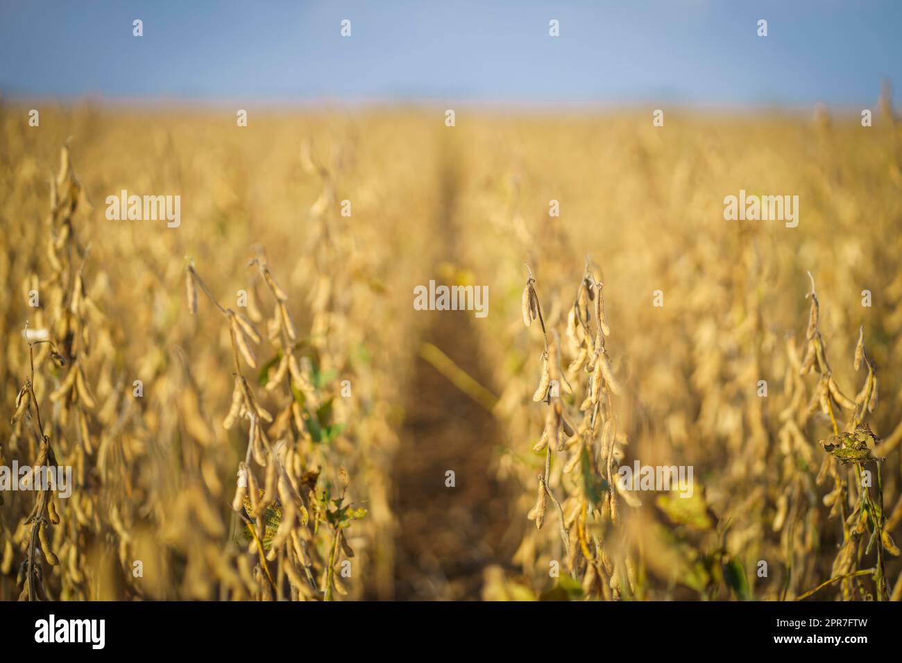 A drought-stricken soybean field near Firmat. Soybean reaching half the ...