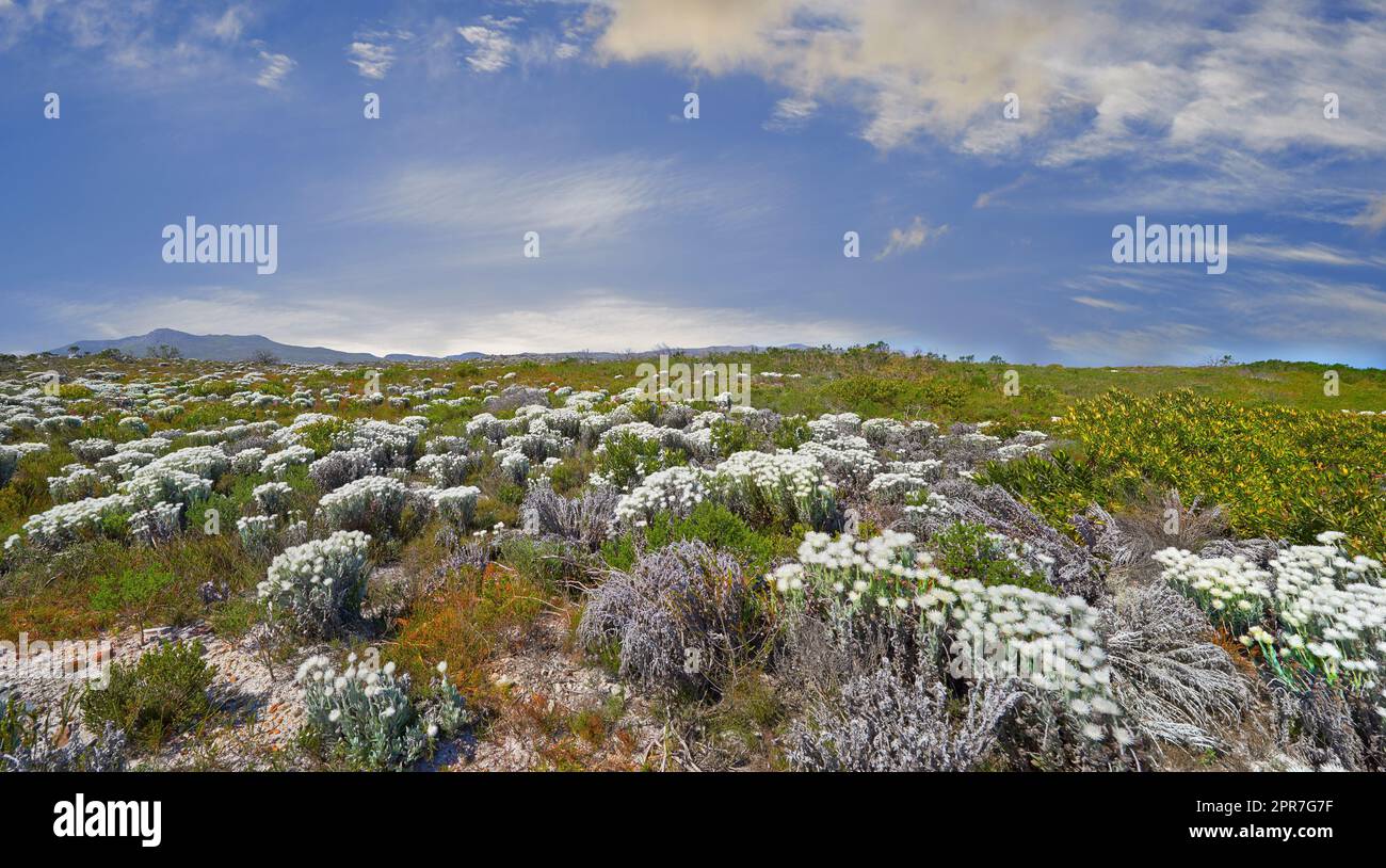 Indigenous flowers hi-res stock photography and images - Alamy