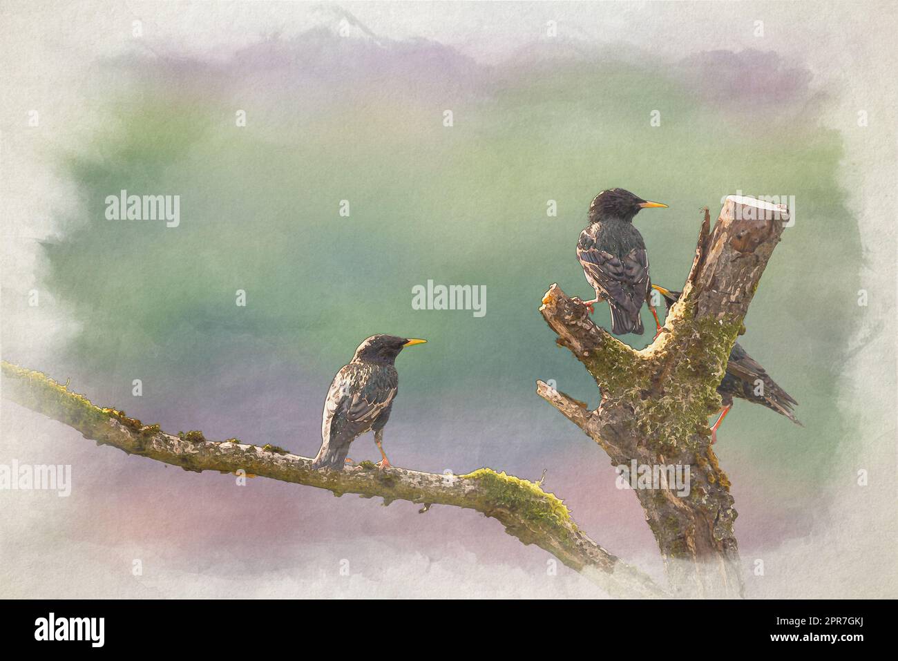 The passerine common, or european starling. A digital watercolour ...