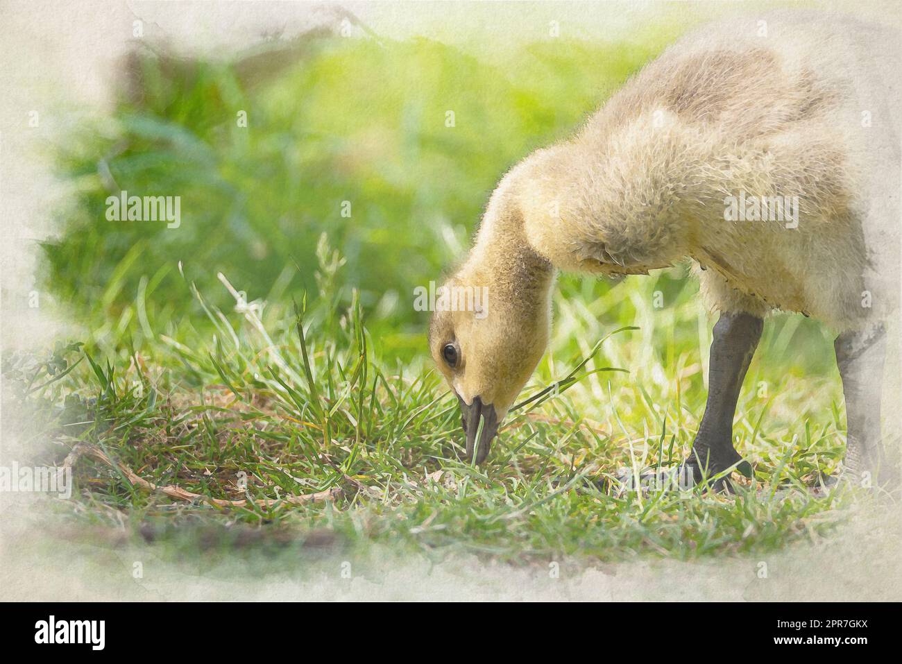 Newborn baby Canada Goose Gosling. A digital watercolour painting of ...