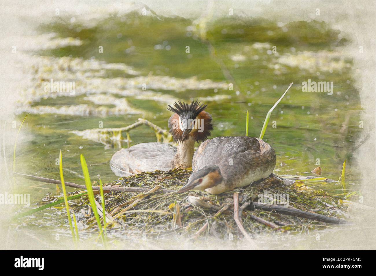 Great crested grebe. A digital watercolour painting of Podiceps ...