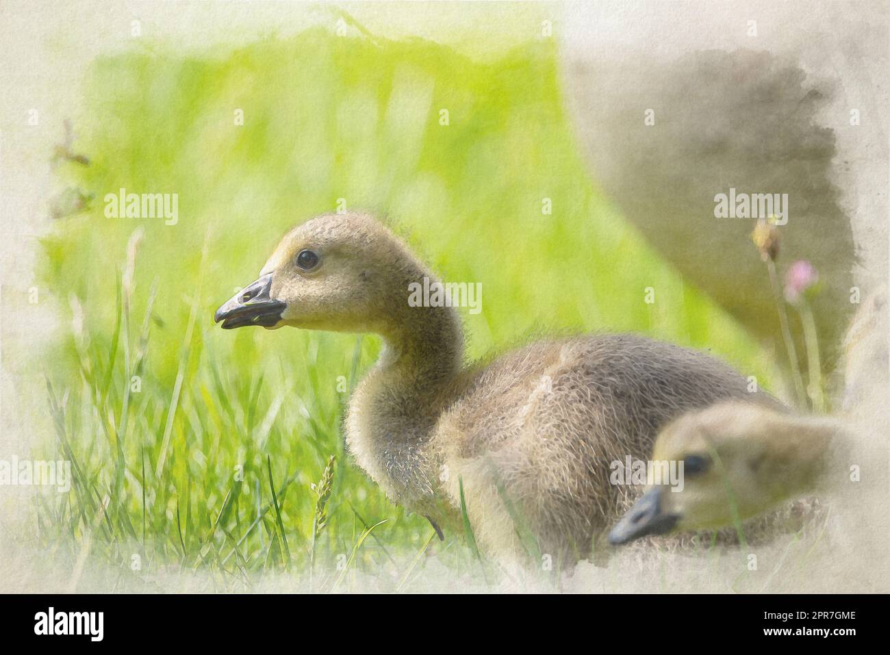 Newborn baby Canada Goose Gosling. A digital watercolour painting of ...