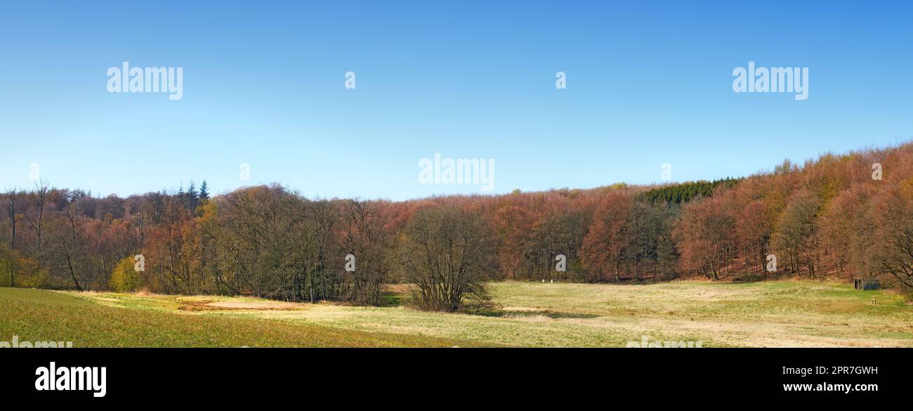 Landscape view of forest trees growing in a quiet meadow or remote ...