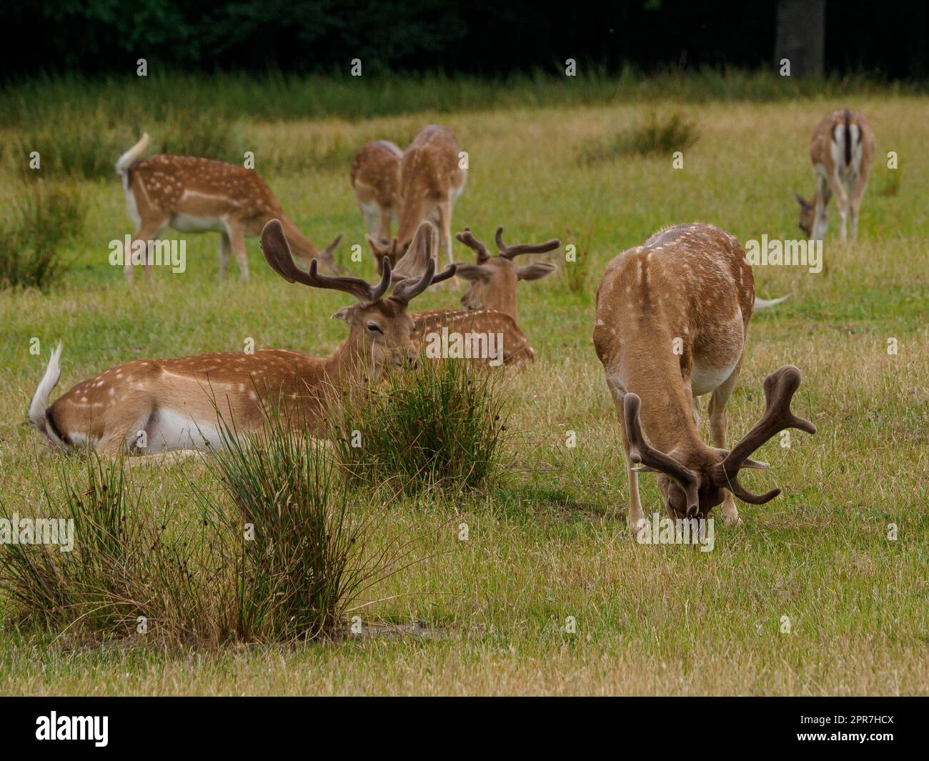 deers on a field in germany Stock Photo - Alamy