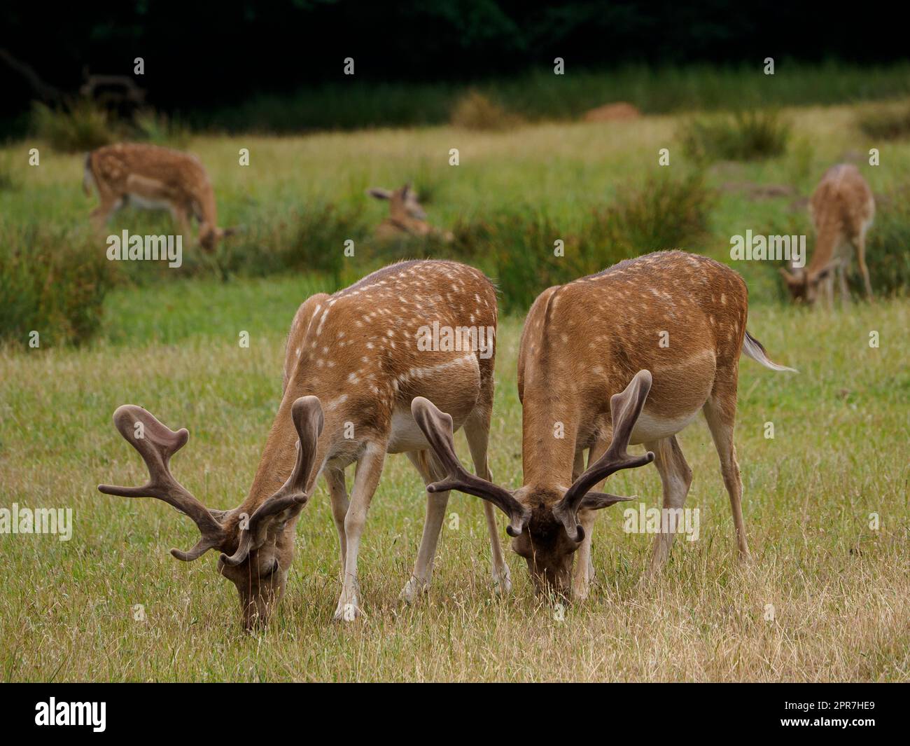 Field of deer hi-res stock photography and images - Alamy
