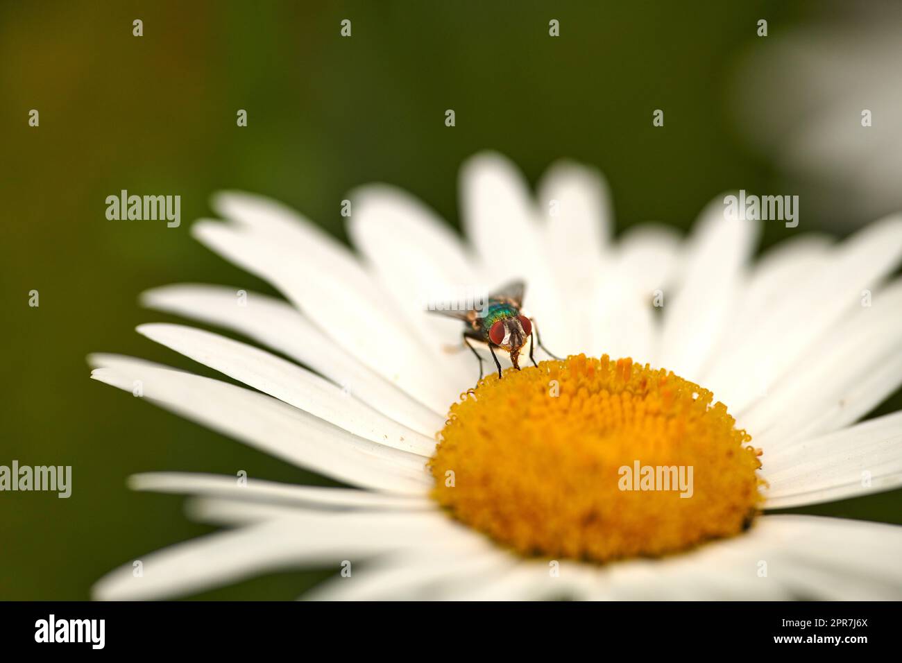 Common green bottle fly pollinating a white daisy flower outdoors ...