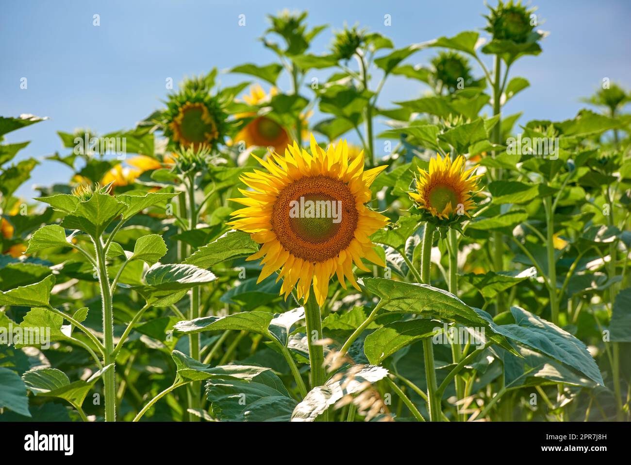 Cooking on the field hi-res stock photography and images - Alamy