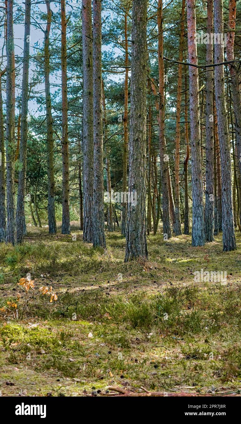 Landscape view of pine, fir or cedar trees growing in a remote ...