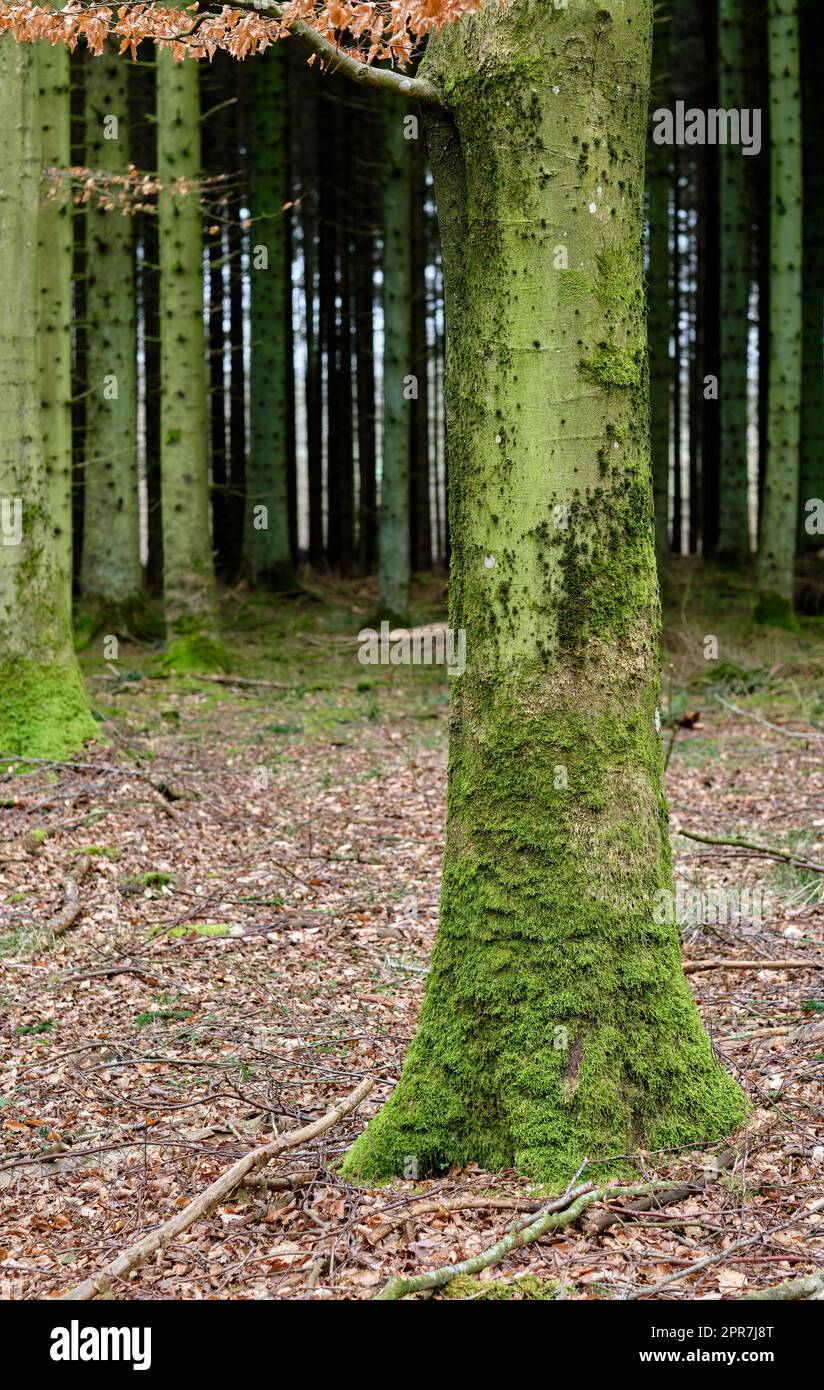 Outdoor autumn detail hi-res stock photography and images - Alamy