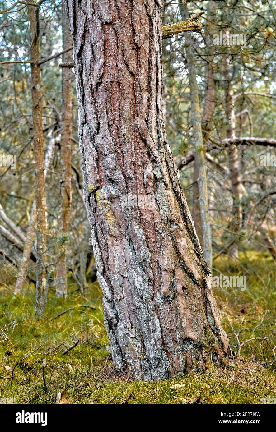 A big old tree trunk in a forest. The woods surrounded by lots of green ...